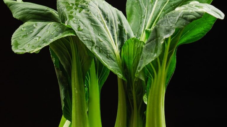 Pak Choi (Senfkohl): Wo ist er beheimatet, welche Nährstoffe sind drin ...